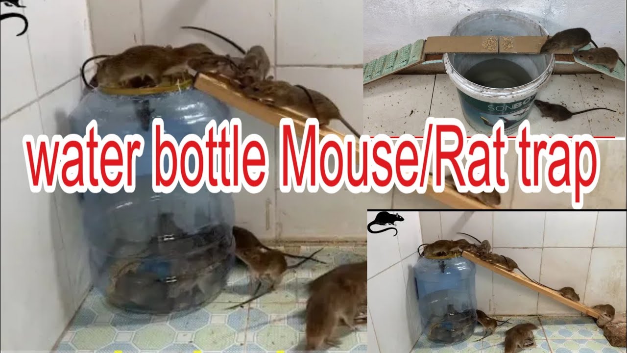 Water Bottle Mouse Rat Trap Youtube