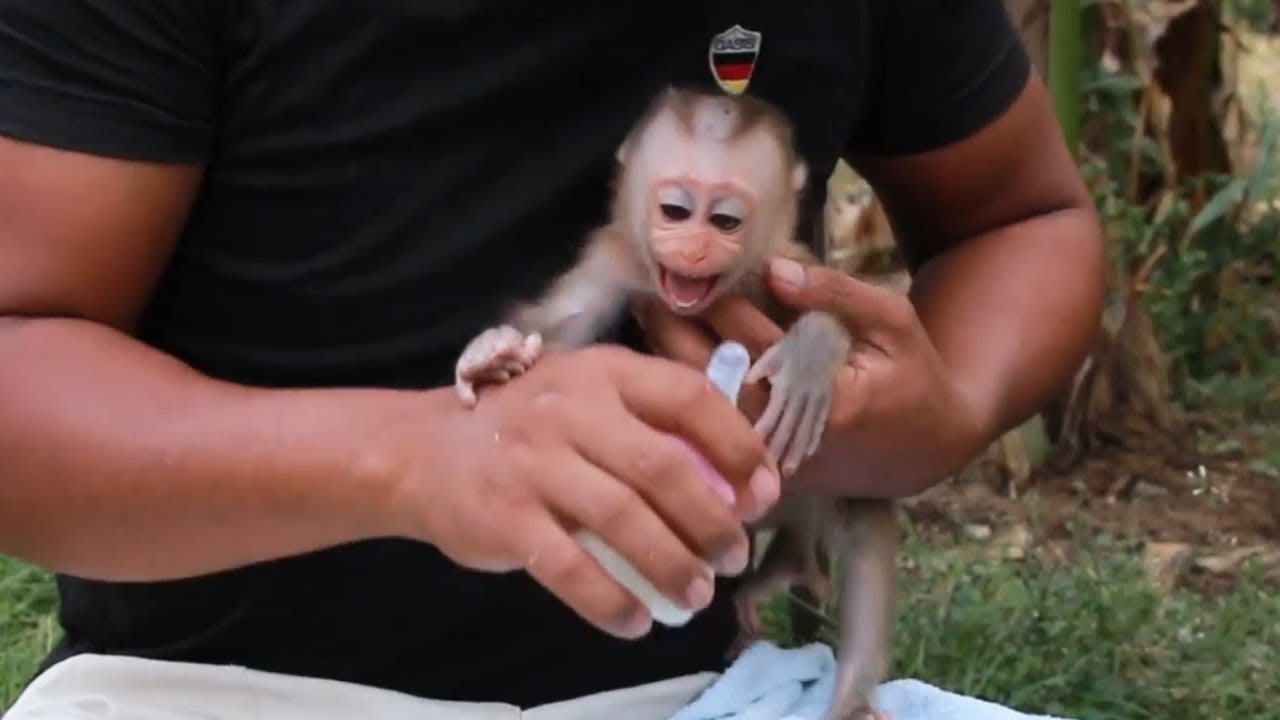 Baby Monkey Starve Milk So Much, Lyly Extremely Hungry Milk - YouTube