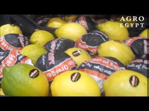 Lemon Adalia - AgroEgypt - November 2015 - YouTube