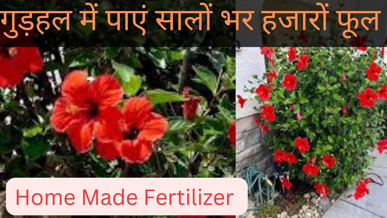 गुड़हल में फूल नहीं खिलते तो डालें ये घरेलु खाद| How to Get More Flower ...