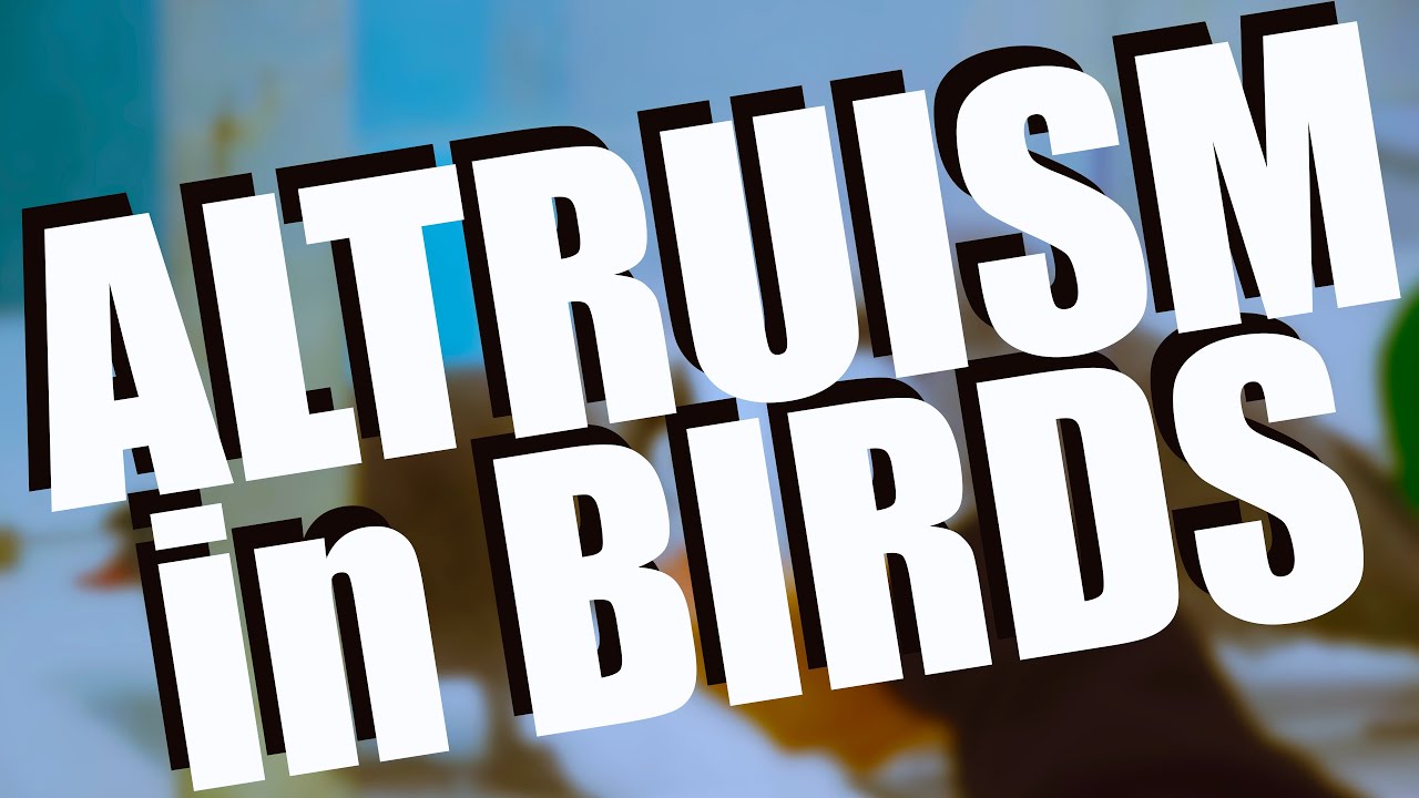 How to trigger and explain altruistic behaviors in birds -- Interesting ...