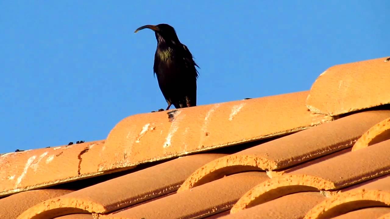 Starling with an amazingly long beak. - YouTube