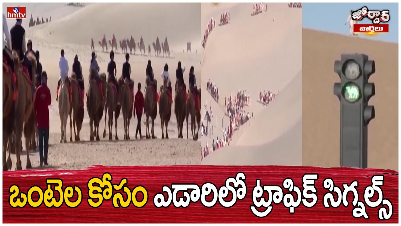 ఒంటెల కోసం ఎడారిలో ట్రాఫిక్ సిగ్నల్స్ | Traffic Light For Camels In The ...
