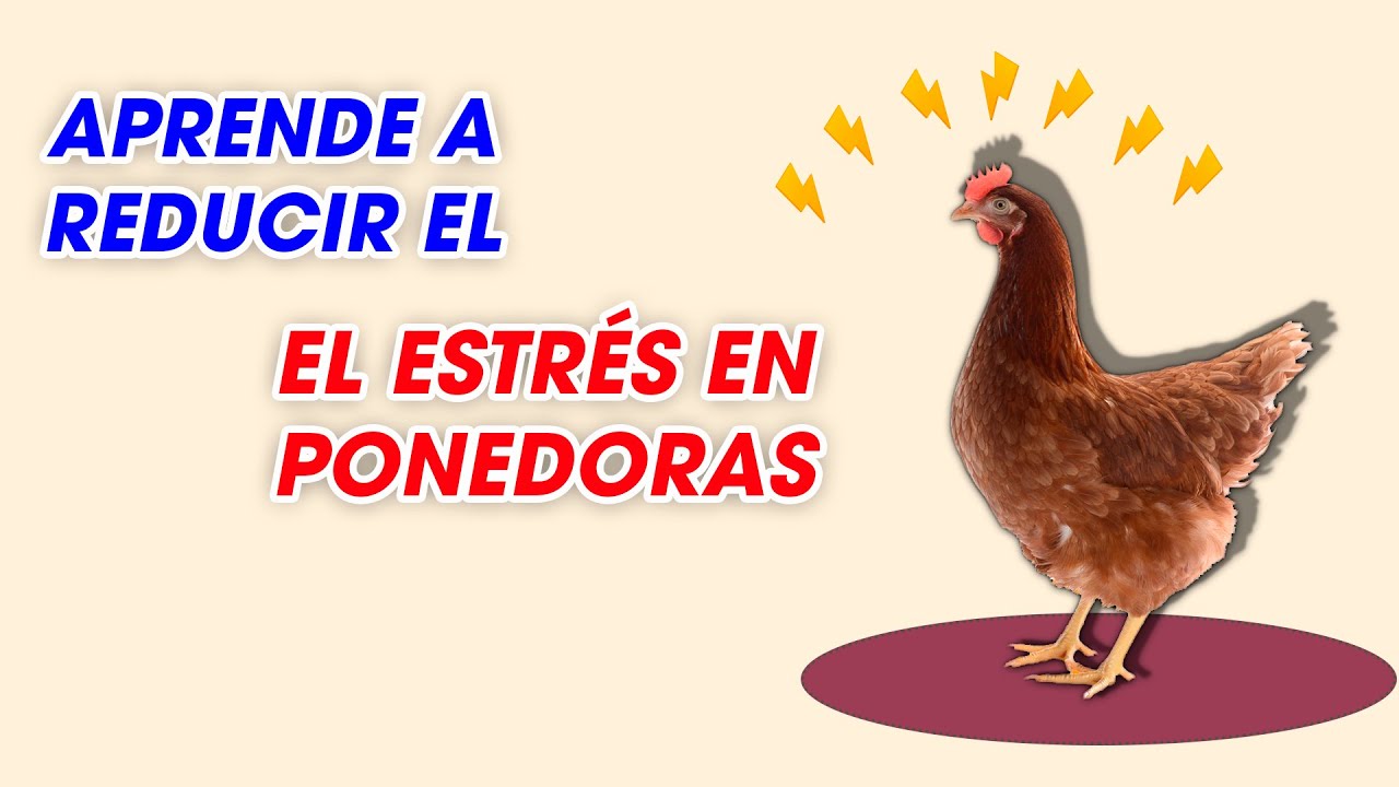 Aprende a Reducir el ESTRES Calorico en Ponedoras - YouTube