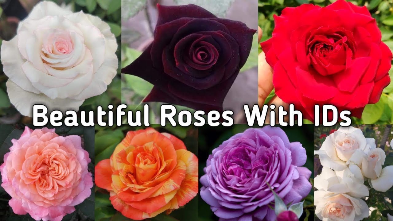 10 Beautiful Rose Varieties In India With Names Or IDs - YouTube