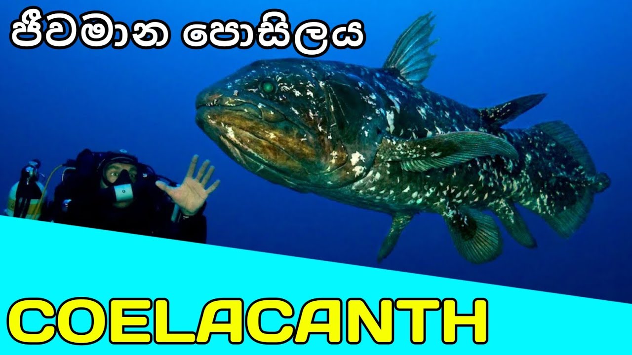Living FOSSIL - COELACANTH | ජීවමාන පොසිලය - COELACANTH (සීලකාන්ත් ...