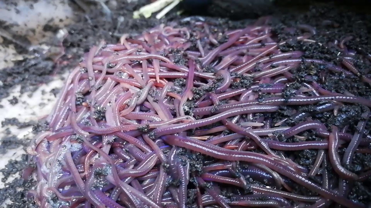 African Nightcrawlers Up Close - YouTube