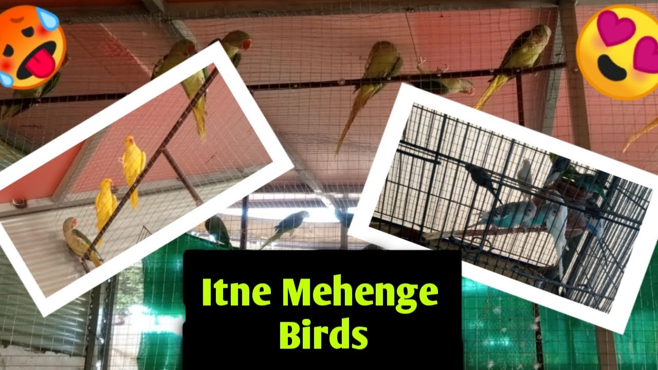 Itne mehenge Birds 😱| Hasnain Ahmed - YouTube
