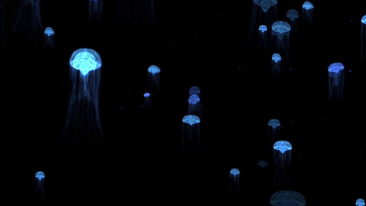 Jelly Fish - Free VJ LOOP - YouTube