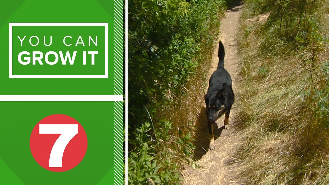 You Can Grow It: Cheatgrass can be a health risk for dogs - YouTube