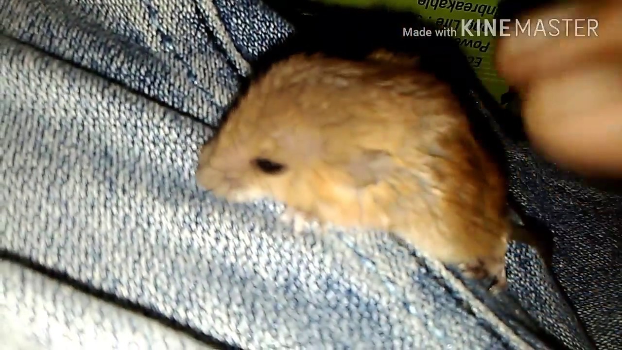 cute red mic mause baby - YouTube