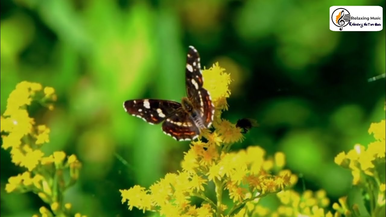relaxing nature video ,mind relaxing nature,nature sounds ,stress ...
