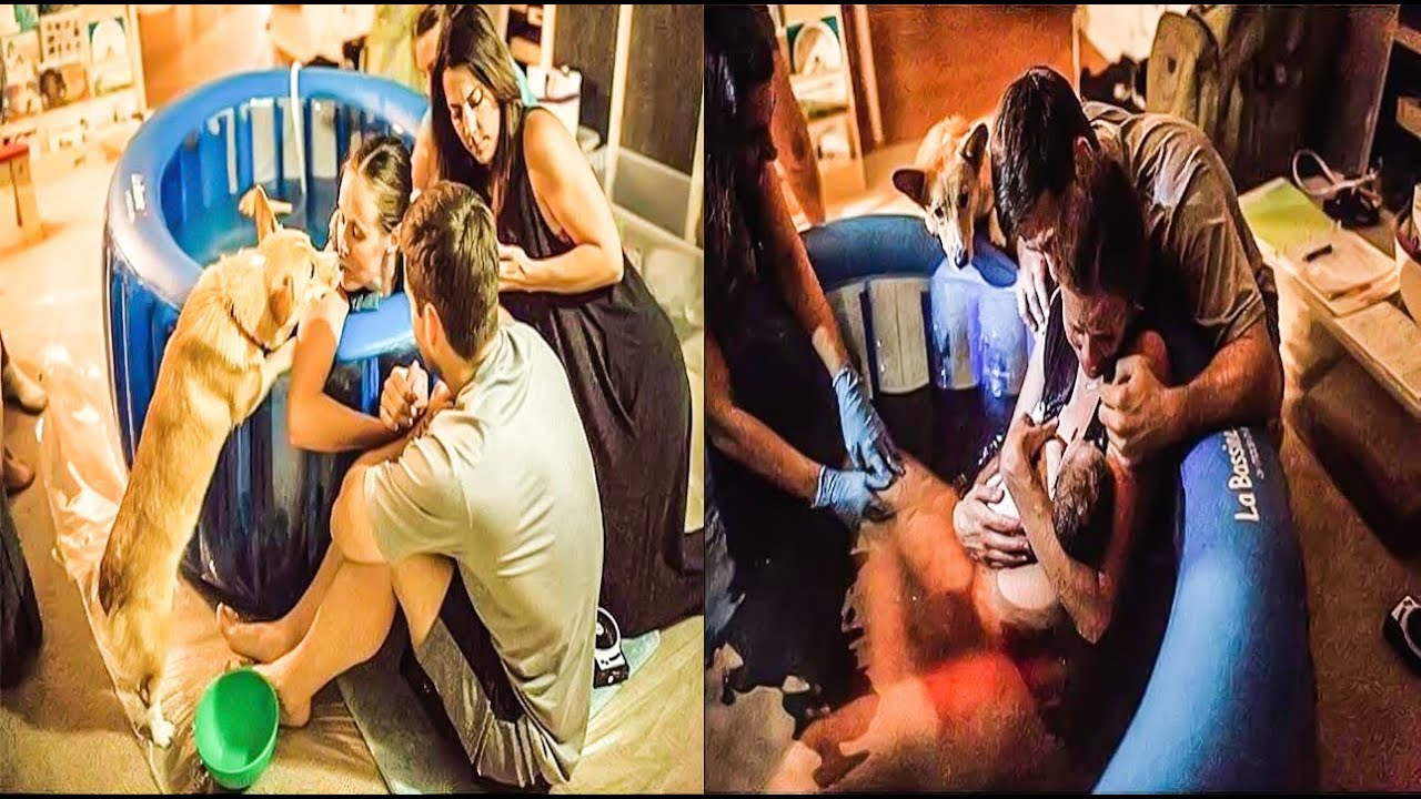 Dogs react when they see a woman giving birth ️ ️ Cute dogs Videos ...