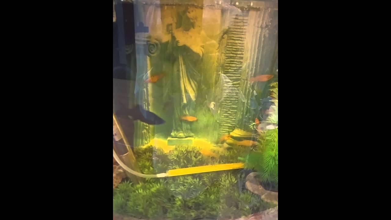 Jebo fish tank - YouTube
