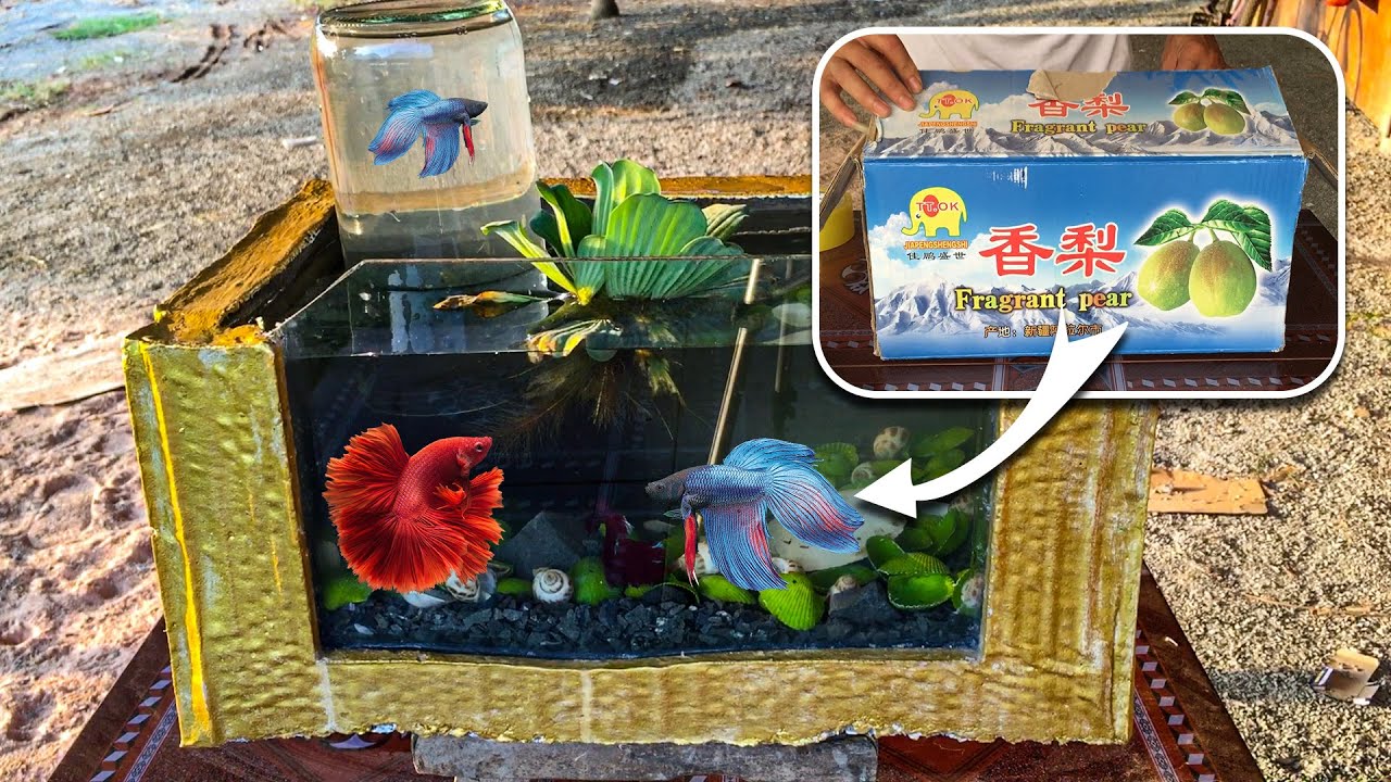 How To Make aquarium betta fish tank with a simple Cardboard Box And Cement - YouTube