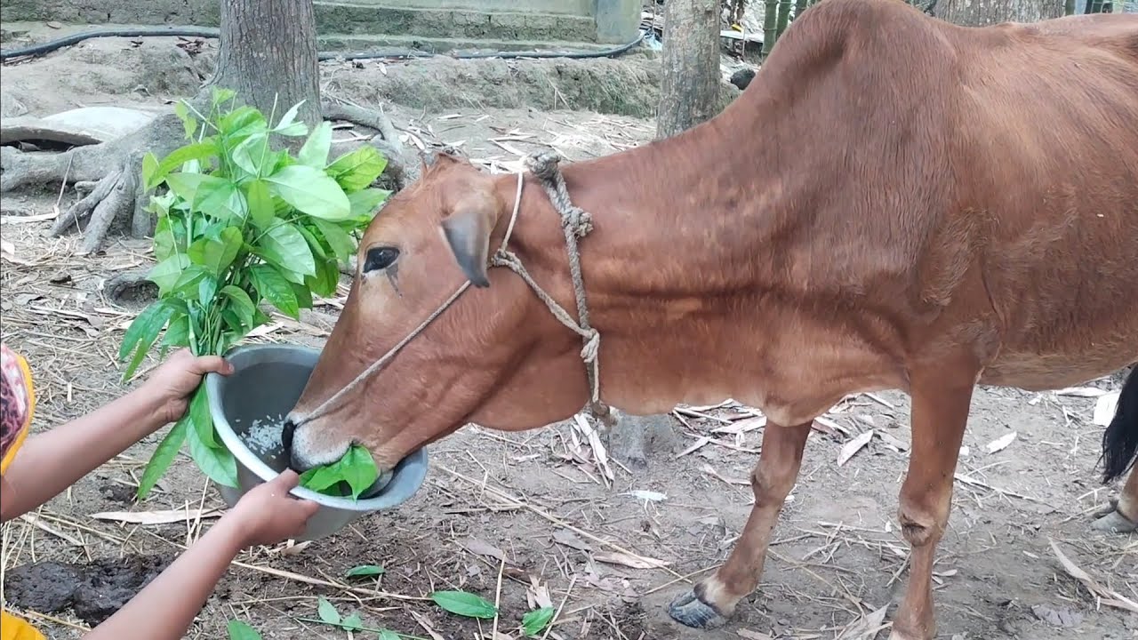 New style cow rice eating video। woman's cow eating video। World ...