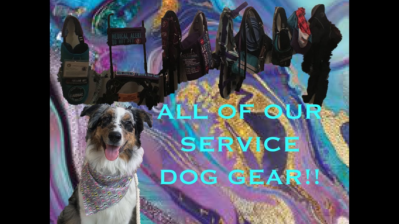 SERVICE DOG GEAR!!!!!! - YouTube