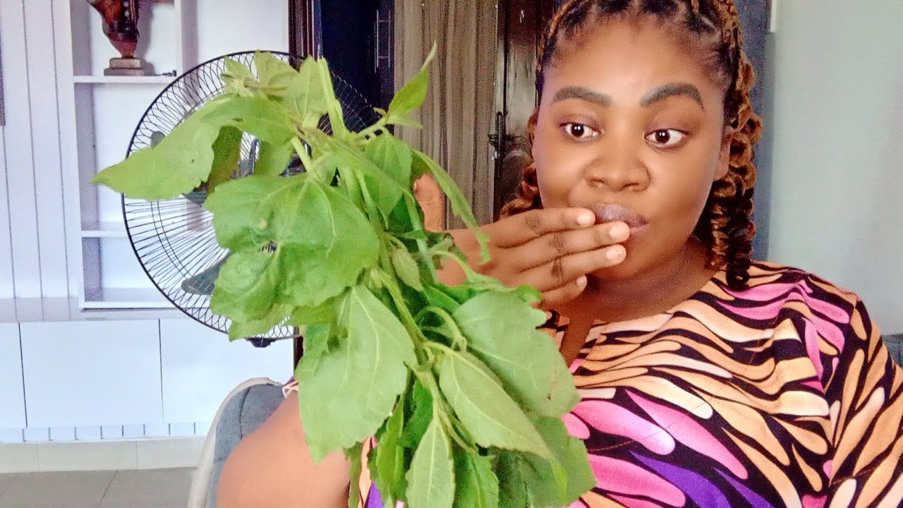 Wonder's of this akintola leaf will surprise you.how to use it for ...