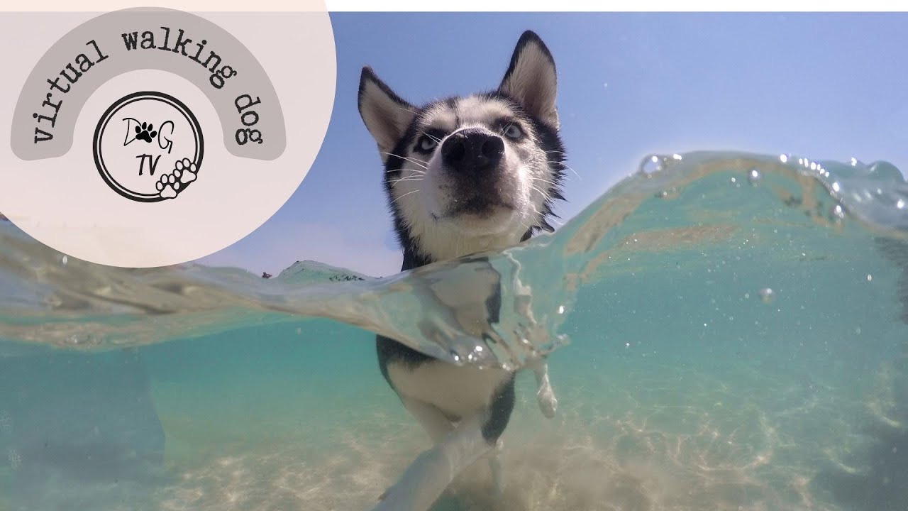 Dog walking video | Experience the adventure of walking on the beach ...