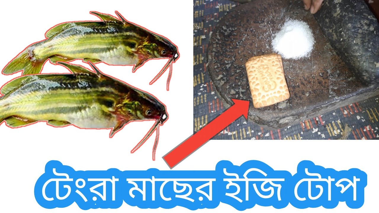 টেংরা মাছ ধরার টোপ || টেংরা মাছের ১০০% কার্যকারী টোপ তৈরি || Tangra ...
