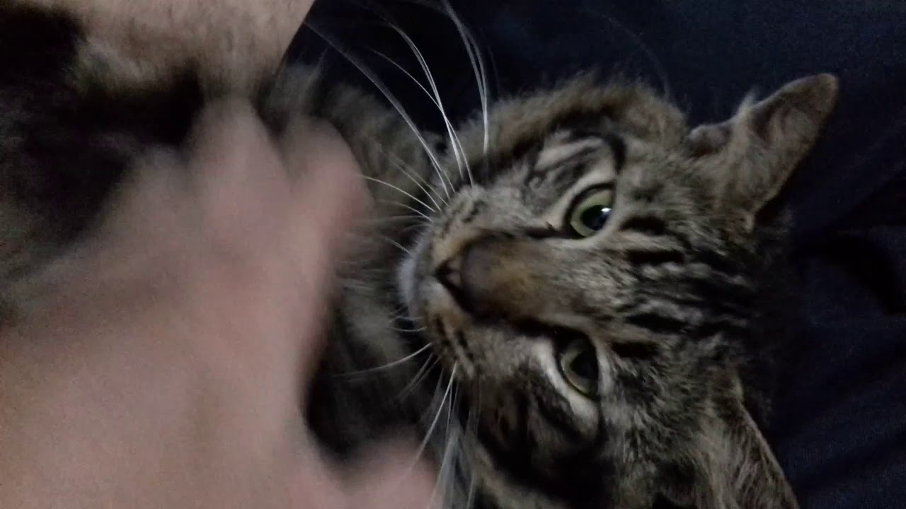 Cat Kneating & Cuddle - YouTube