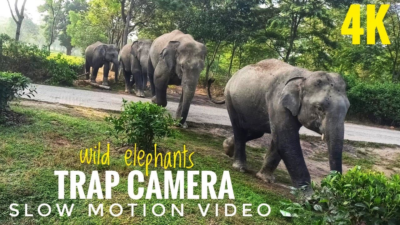 Wild elephants trap camera slow motion video. - YouTube
