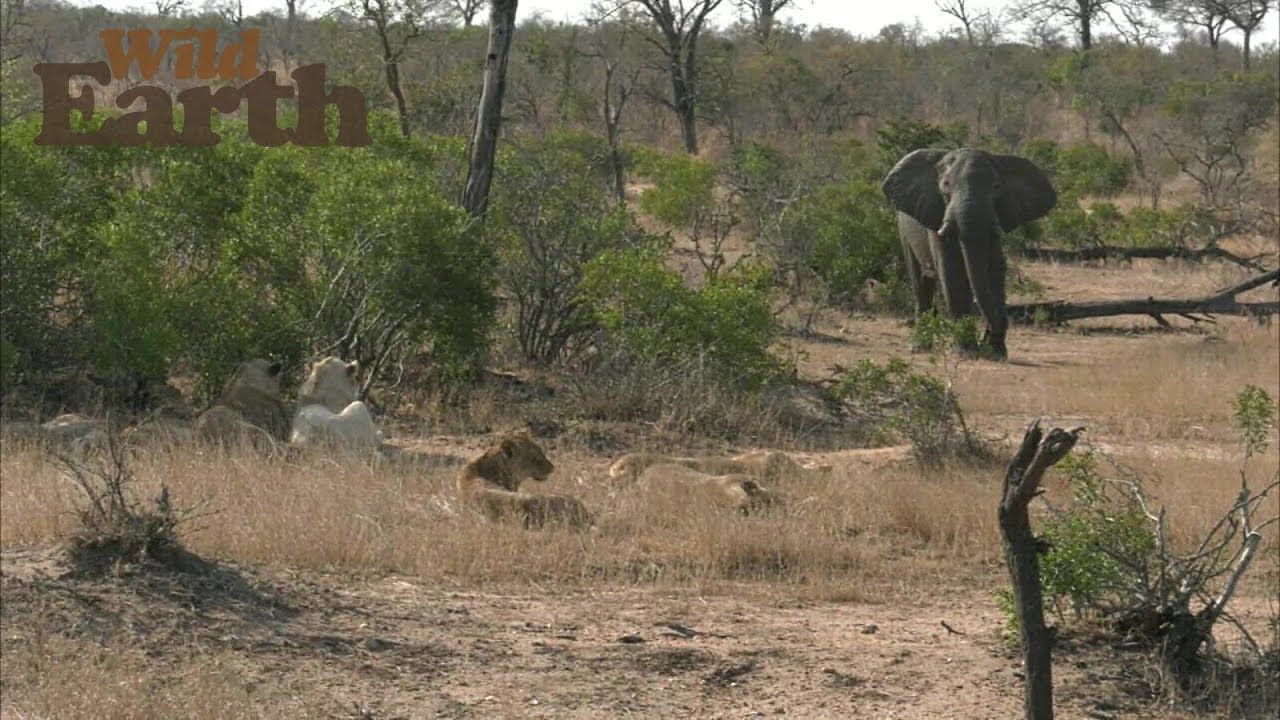 Unusual guests - YouTube