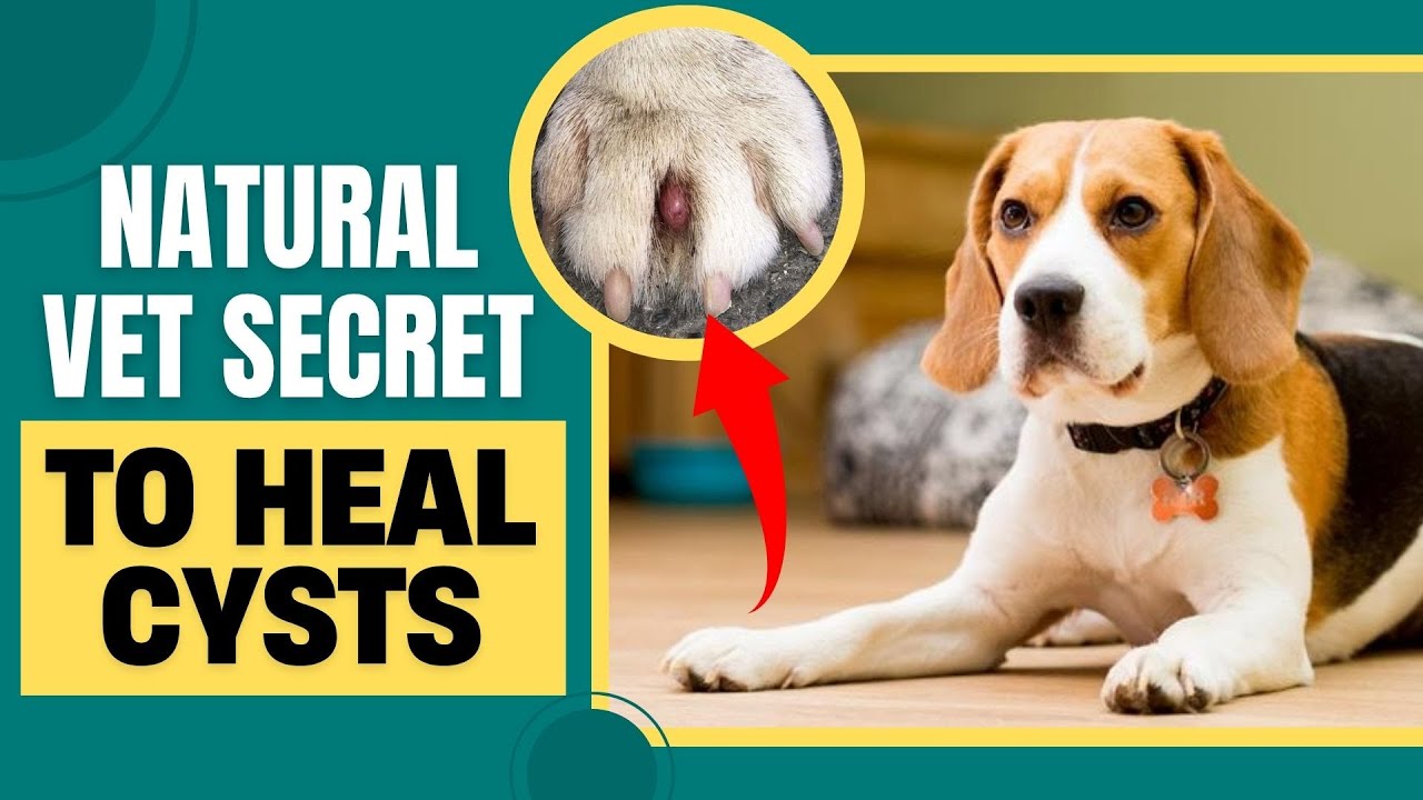 Home Treatment for Interdigital Cysts in Dogs? - YouTube
