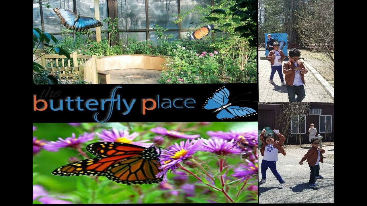 The Butterfly Place/ এত প্রজাপতি একসঙ্গে কখনো দেখিনি/ Bangladeshi ...