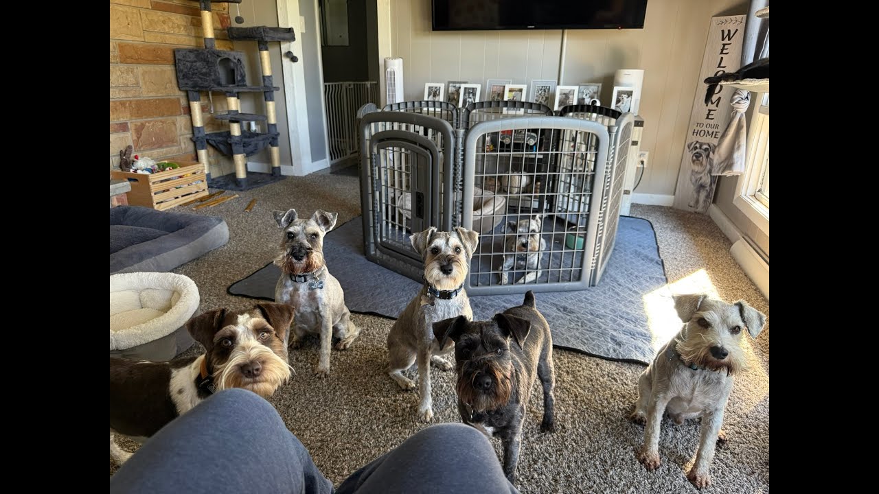 A Scary Morning | Life With Schnauzers - YouTube