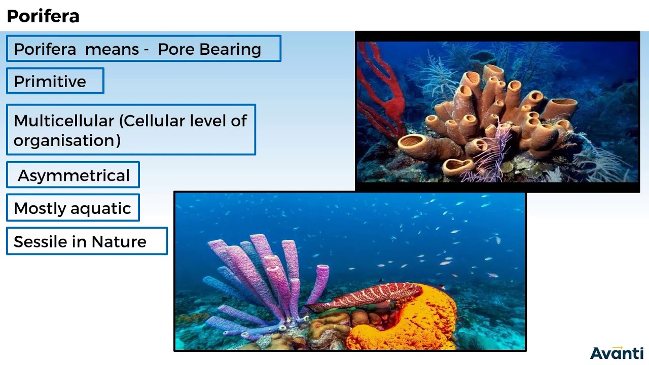 1. 11B04.3 CV 1 Recall Test, Introduction and Phylum Porifera - YouTube