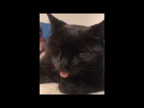 kore nani neko tiktok!!