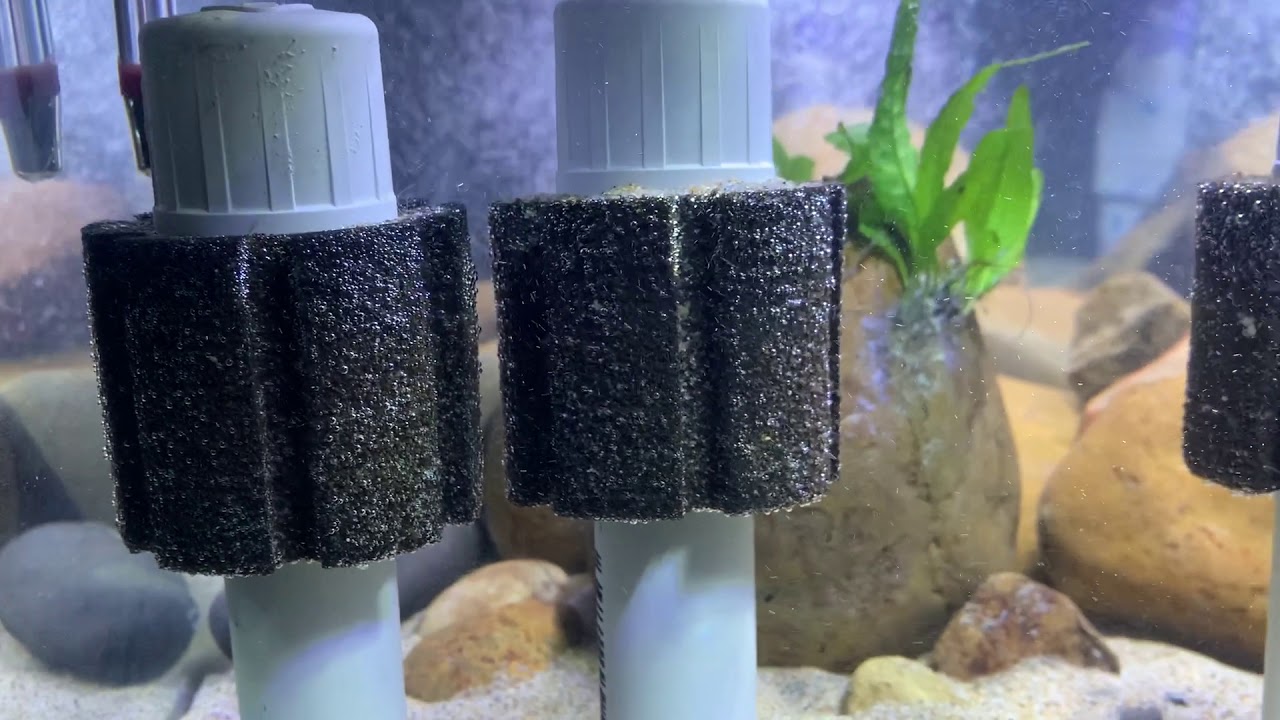 River Manifold Aquarium - Hillstream Tank! - YouTube
