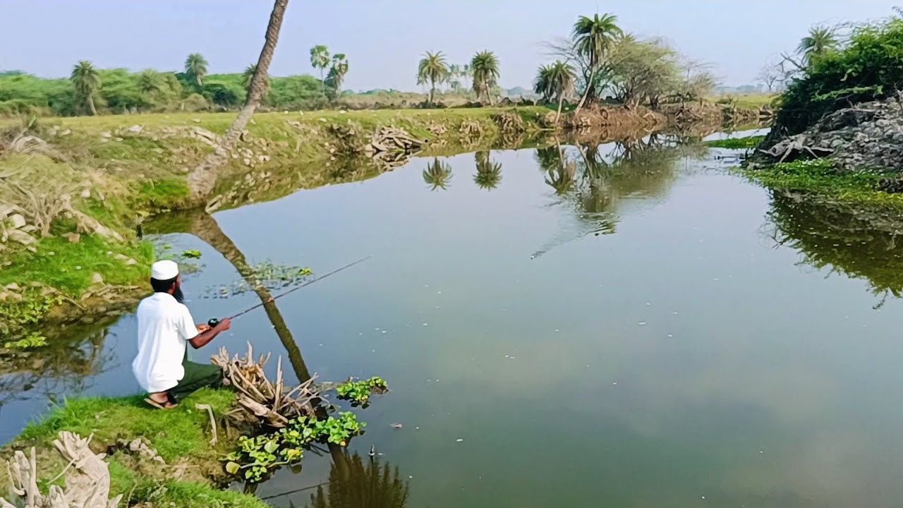 🎣Fish How to Attack Frog Live video | Pathan fish and Snakehead fishes ...