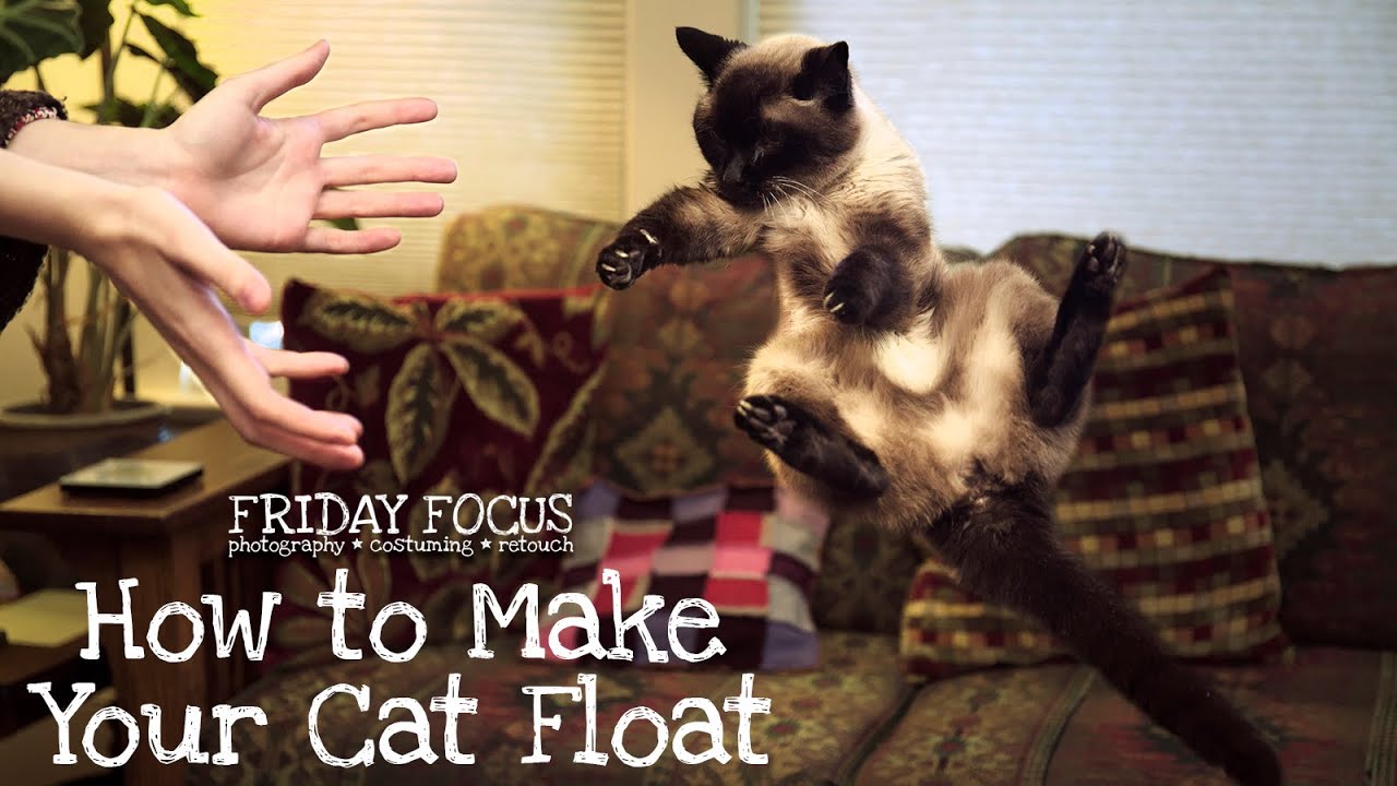 How to make your cat float or levitate in photography | Friday Focus ...
