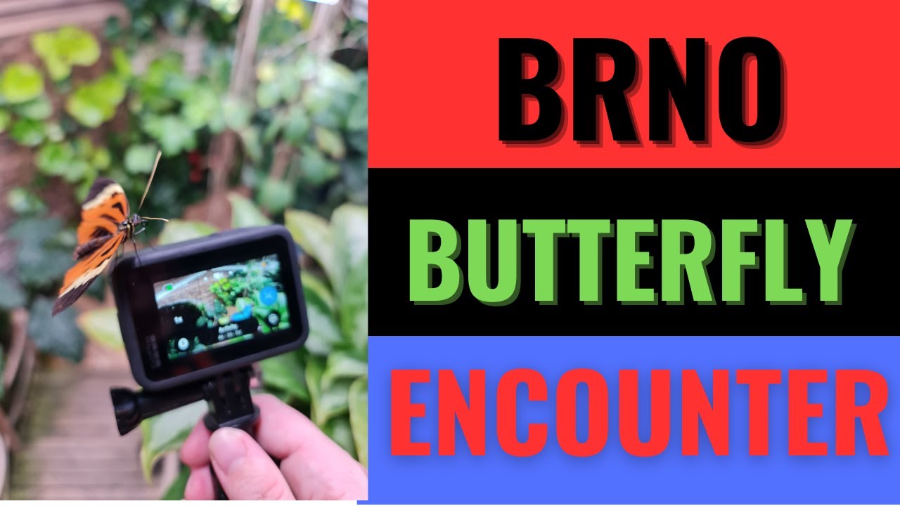 Country 27 - 🇨🇿 Czech Republic 🇨🇿 - Brno Butterfly Experience #4k - YouTube