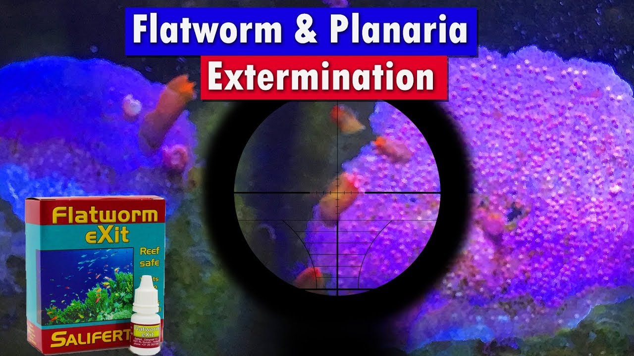 flatworm exit Review - Planaria and flatworm removal from your reef ...