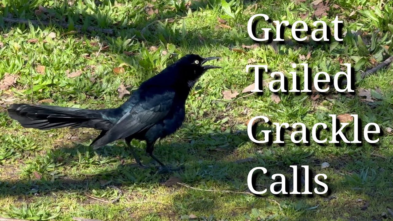Different Calls of the Great-tailed Grackle - YouTube
