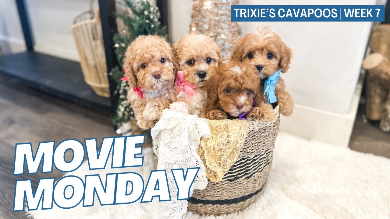 Trixie's Cavapoos! 7 weeks old - YouTube
