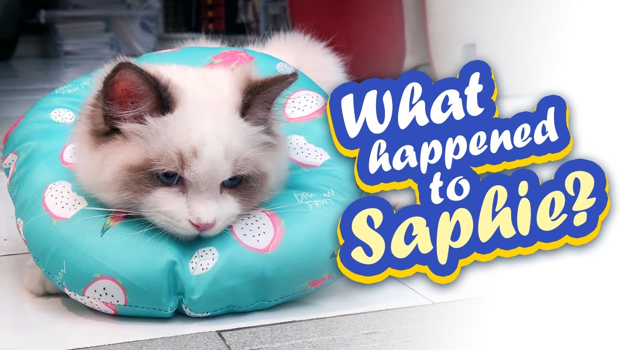 OMG!! What happened to Saphie! #Ragdoll #Ragdolls - YouTube