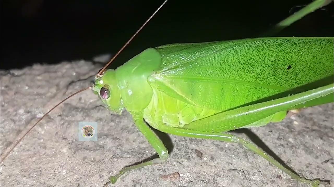 Bắt Con muồm muỗm hung dữ-grasshopper- con gián-cockroach/Bơ Lang Thang ...