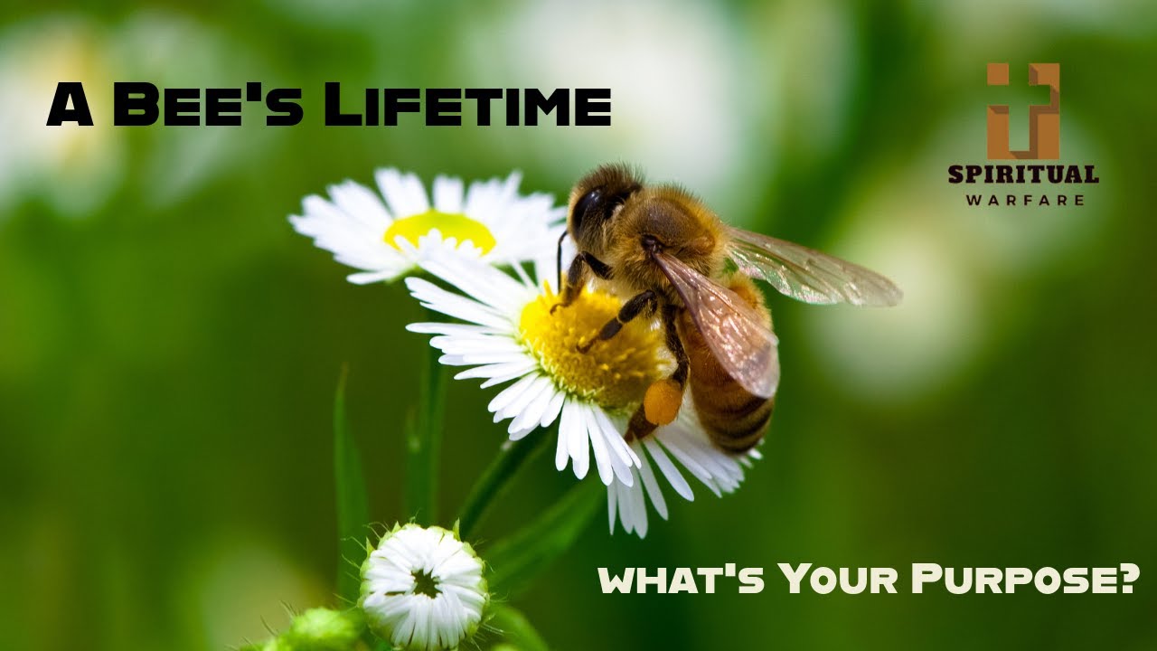 Life Lessons from Bees | Living with Purpose for Jesus Christ - YouTube