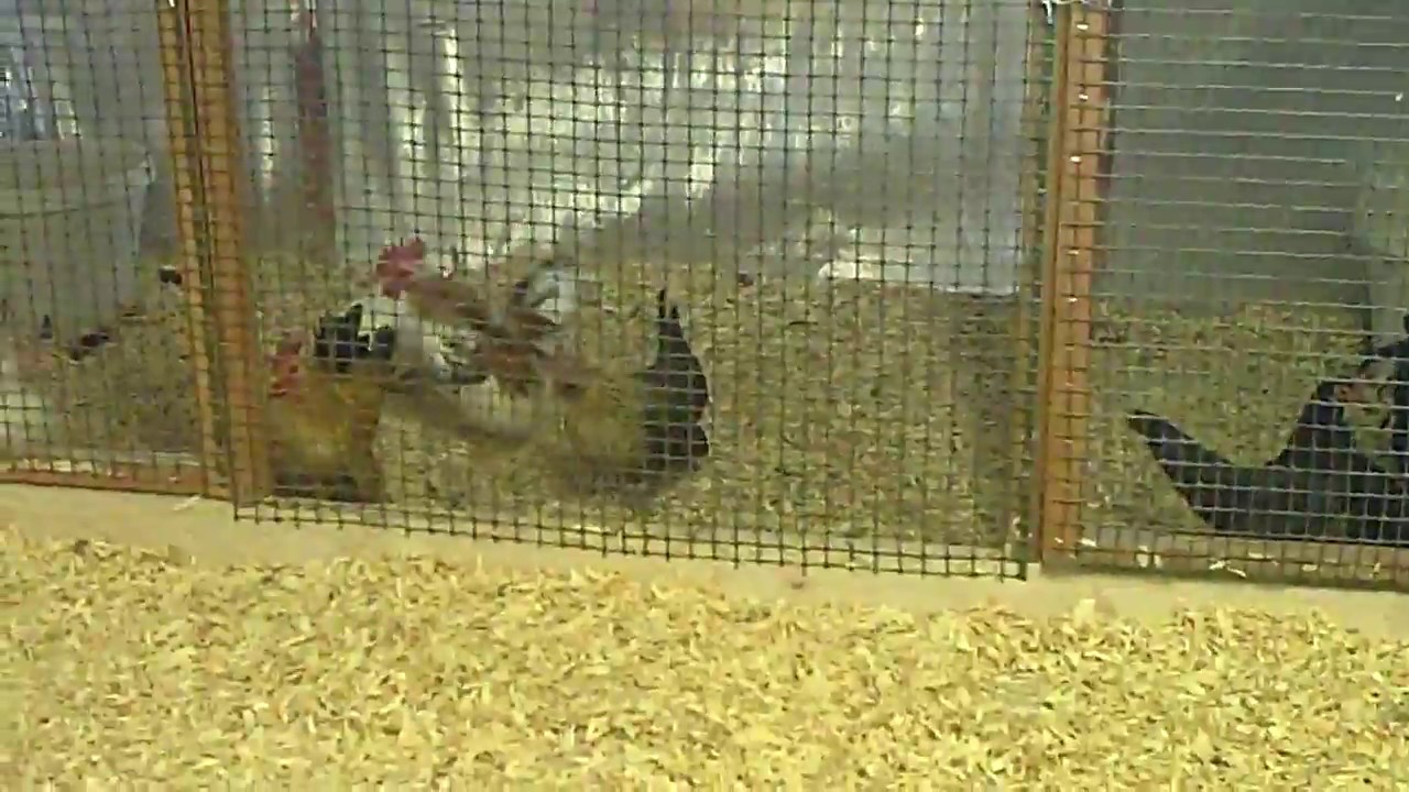 Cearc Serama Serama Poultry And Game Rehome Buy And Sell With Zero