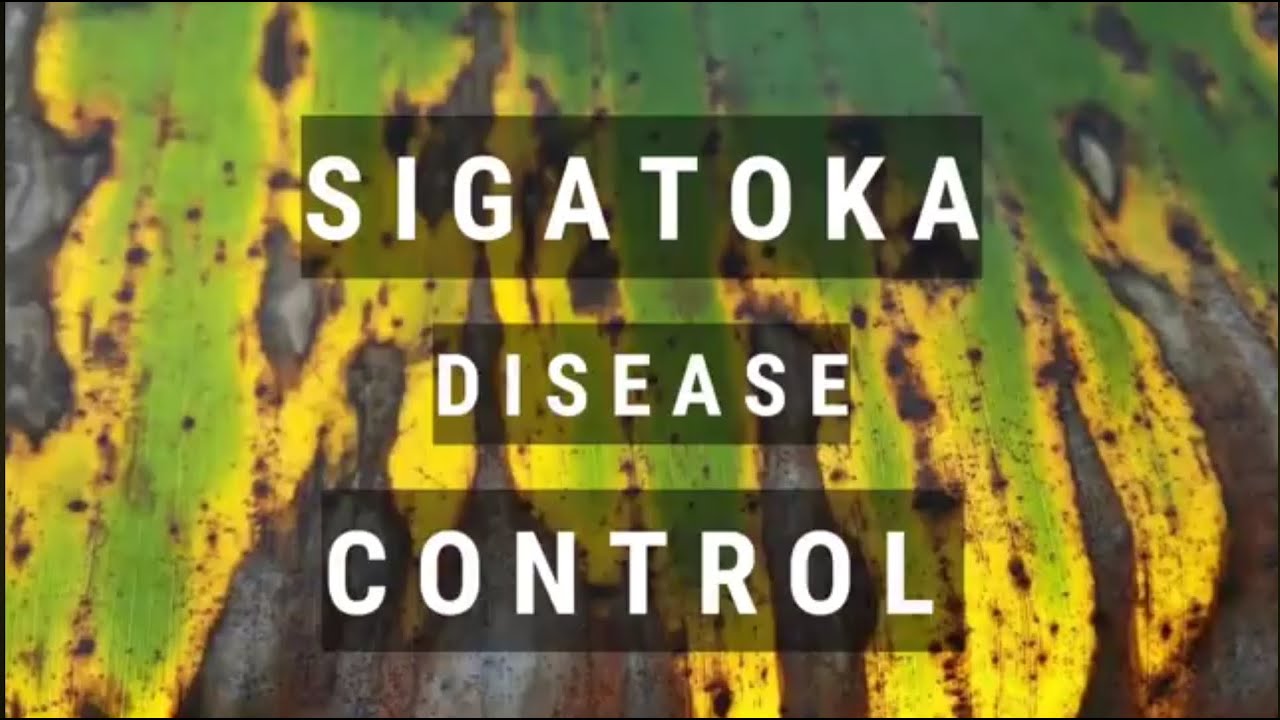 BANANA SIGATOKA DISEASE CONTROL contact Kiran Prakash 9739296091 - YouTube