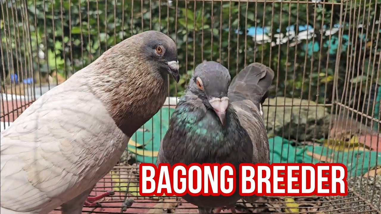 NEW Rare Off Color Pigeon - YouTube