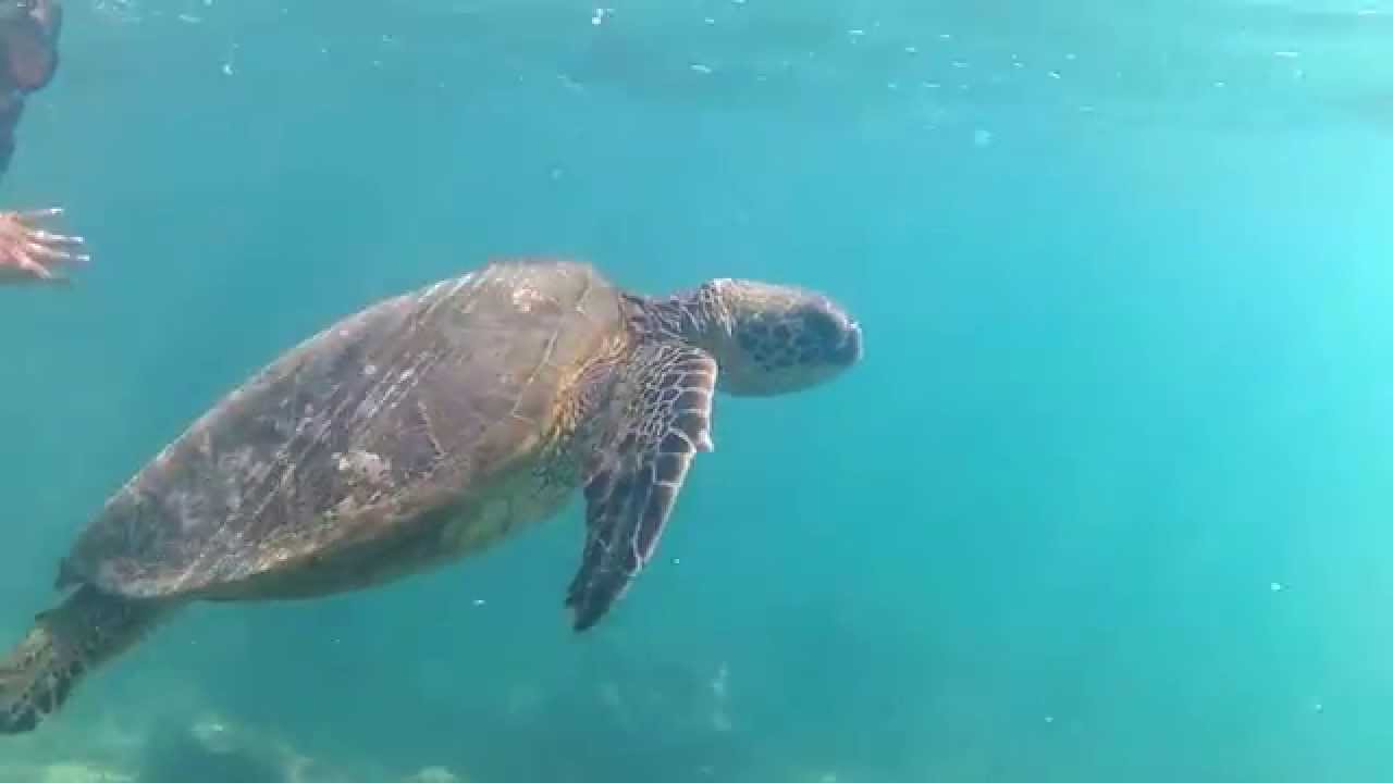 Snorkeling at Aulani Part 2: Turtle (Oahu Hawaii) - YouTube