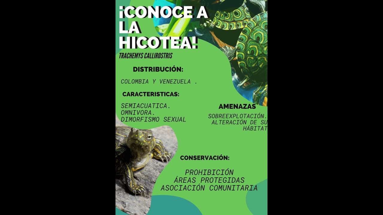Hicotea: Trachemys callirostris - YouTube