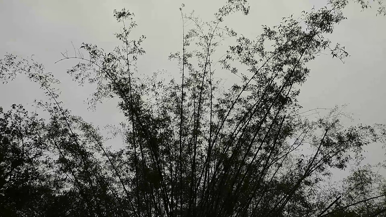 Bamboo trees moving in the wind is a very beautiful landscape - YouTube