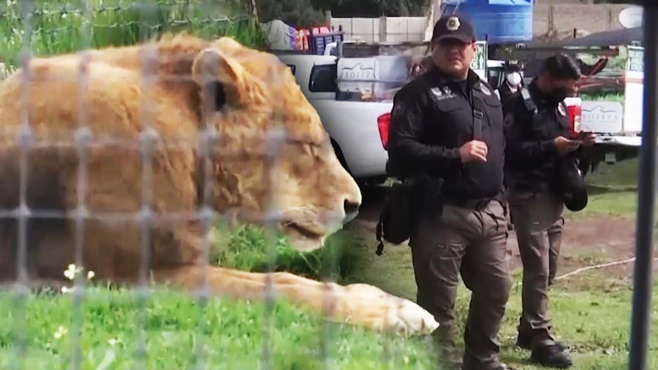 Authorities Raid Animal Sanctuary for Alleged Bad Conditions - YouTube