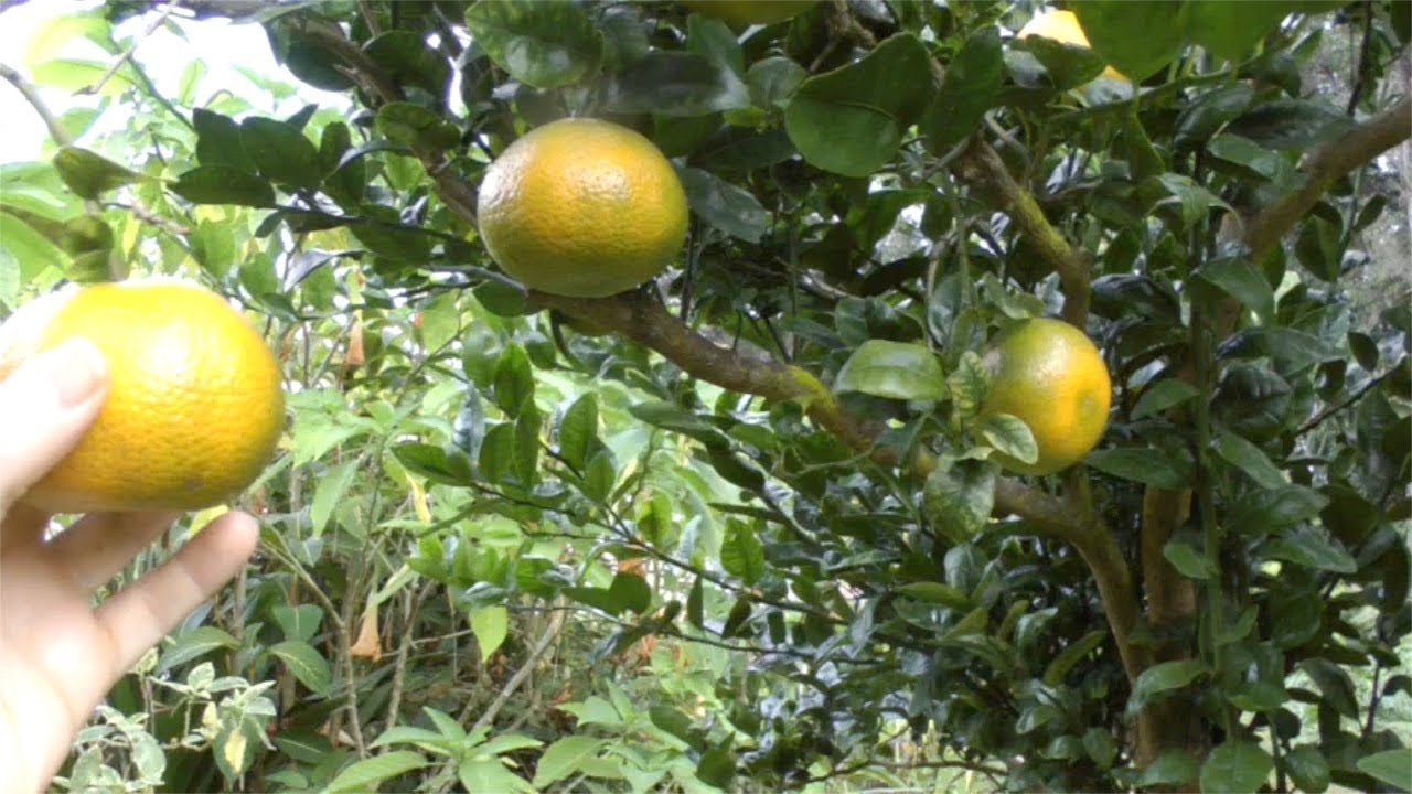 Storm Damage Update | How to Rescue a Fallen Fruit Tree - YouTube